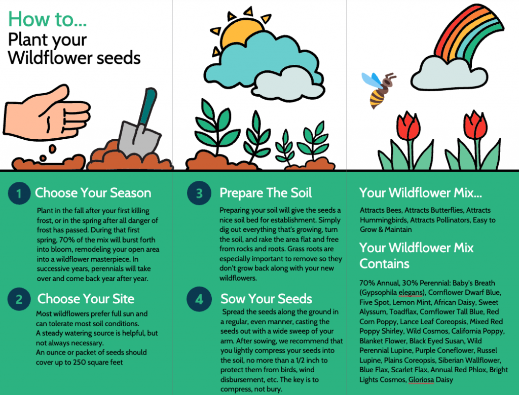 How To Plant Wildflower Seeds Keep America Beautiful How To Plant Wildflower Seeds Keep America Beautiful