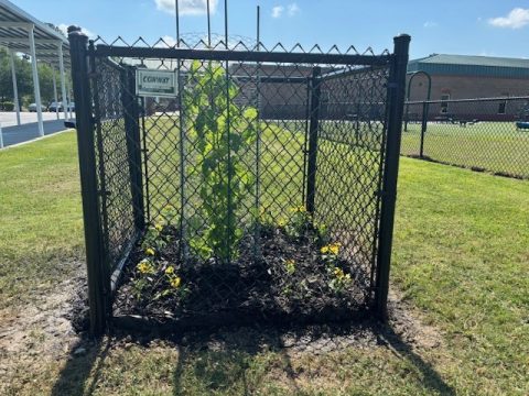 NASA 'Moon Tree' Takes Root in South Carolina Soil - Keep America Beautiful